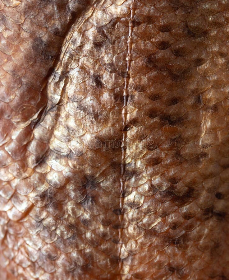Scales on the Skin of a Fish As a Background. Stock Image - Image of ...