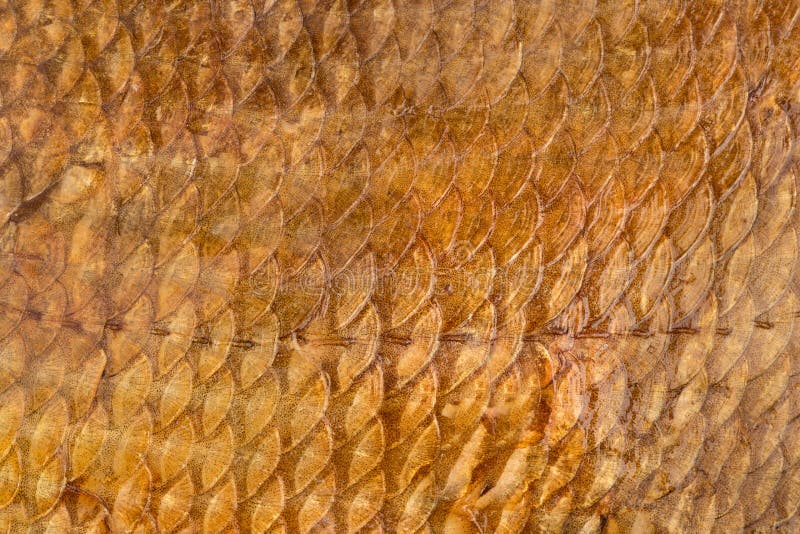 Fish scales close up stock photo. Image of scales, natural - 135183492