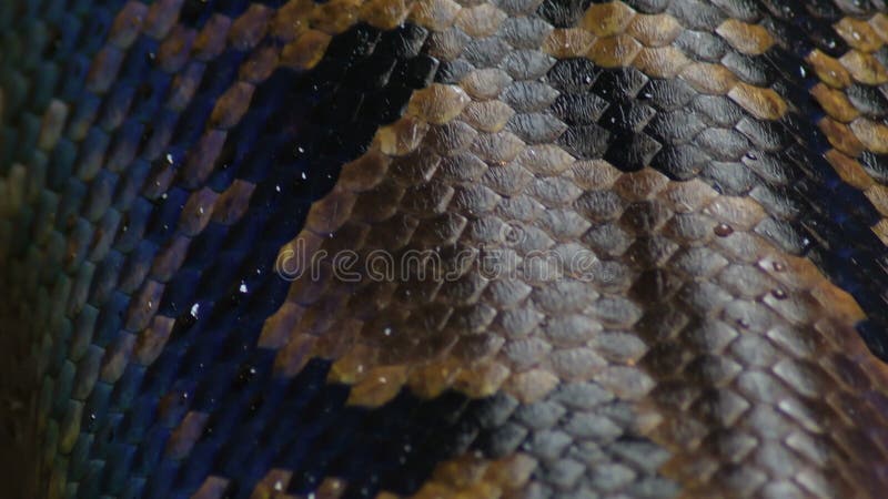 Scales of Squamous Reticulated Python Snake in a Terrarium - Python ...