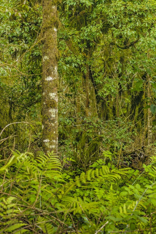 Scalesia Forest, Galapagos, Ecuador Stock Photo - Image of america ...