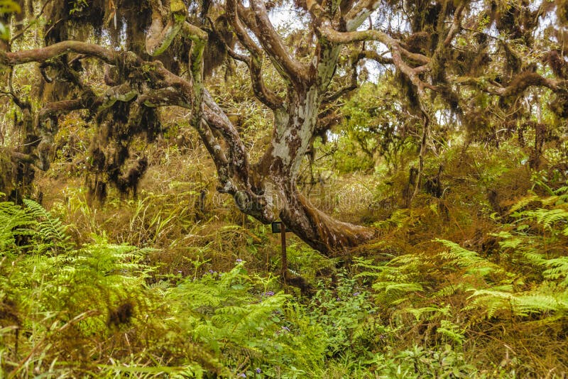 Scalesia Forest, Galapagos, Ecuador Stock Photo - Image of south ...