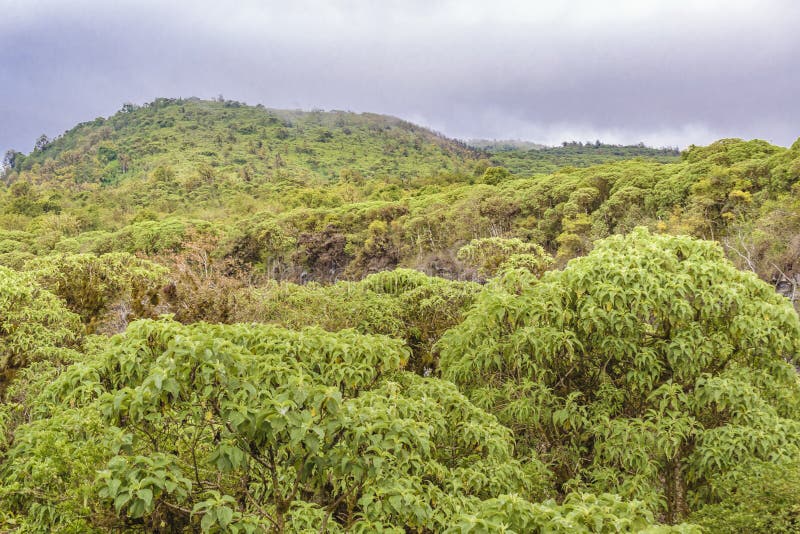 Scalesia Forest, Galapagos, Ecuador Stock Image - Image of tropical ...