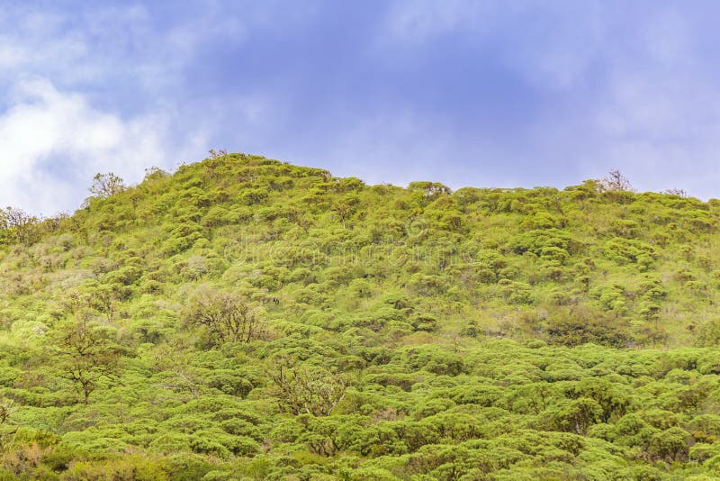 Scalesia Forest, Galapagos, Ecuador Stock Photo - Image of america ...