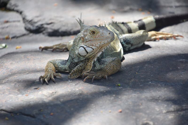 Scaley Iguana Lizard on a Resting on a Rock Stock Image - Image of ...