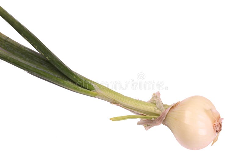 Scallion stock photo. Image of onion, green, food, ingredient - 12001666