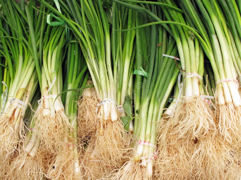 Scallion stock photo. Image of root, roots, vegetable - 13256618