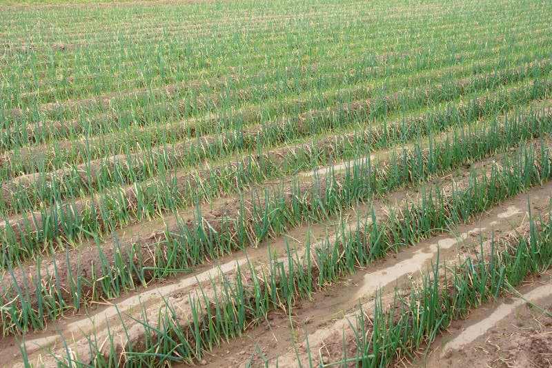 Scallion field stock photo. Image of onion, farmland - 56960360