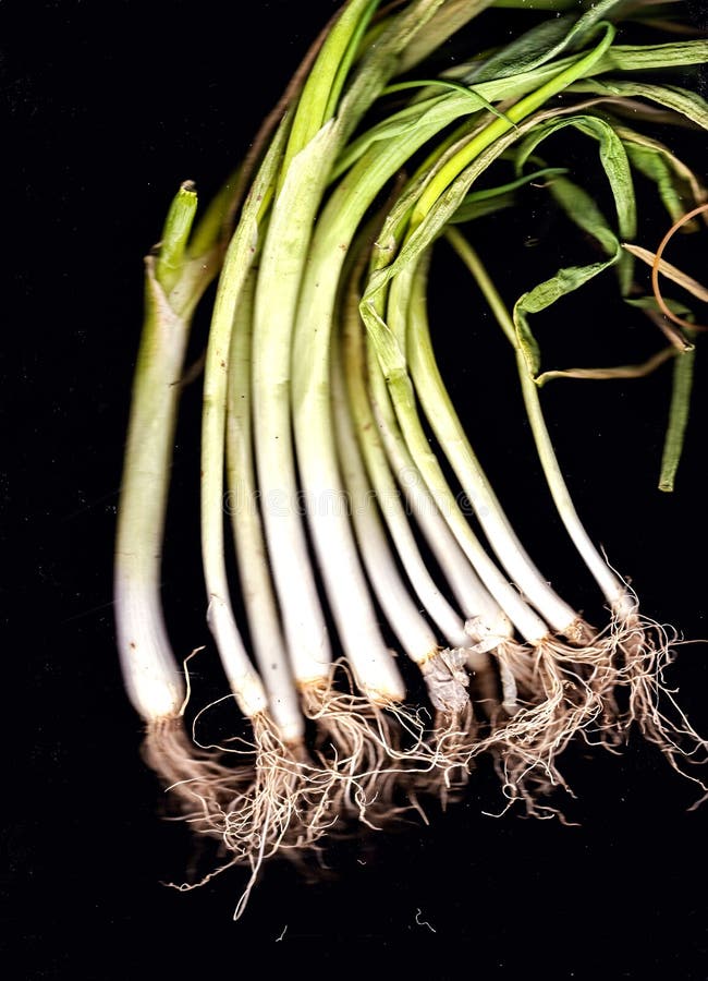 Scallion Green onion stock photo. Image of macro, fresh - 103658386