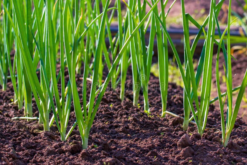 Scallion. Green Onions Growing in a Bed Stock Photo - Image of ...