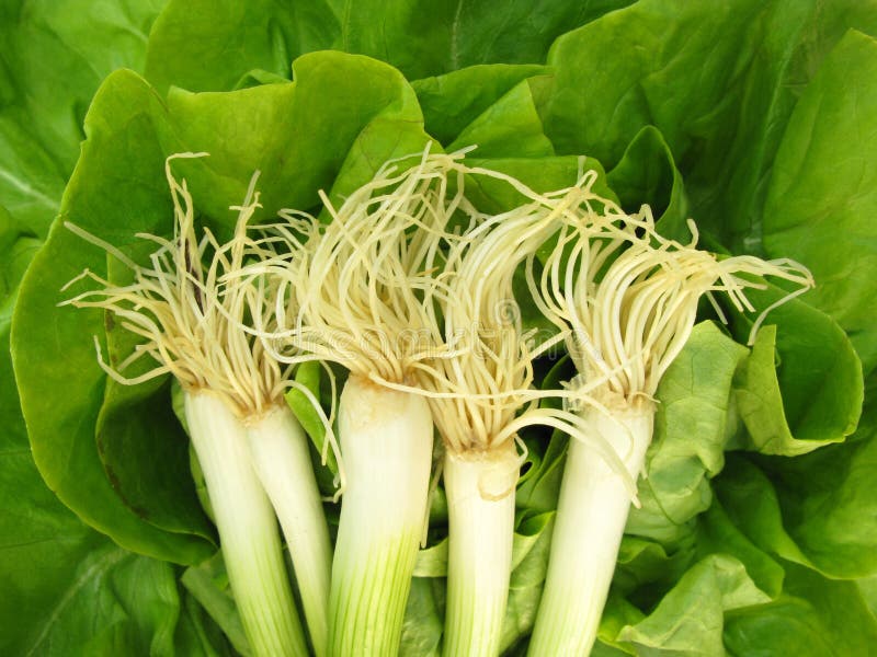 Scallion Green Spring Onion and Lettuce Stock Photo - Image of ...
