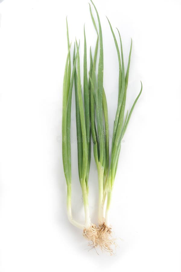 Spring Onion is Watered on the Vegetable Garden Cl Stock Photo - Image ...