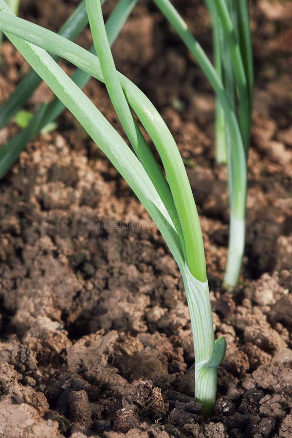 Scallion spring onions stock image. Image of farmland - 115580971