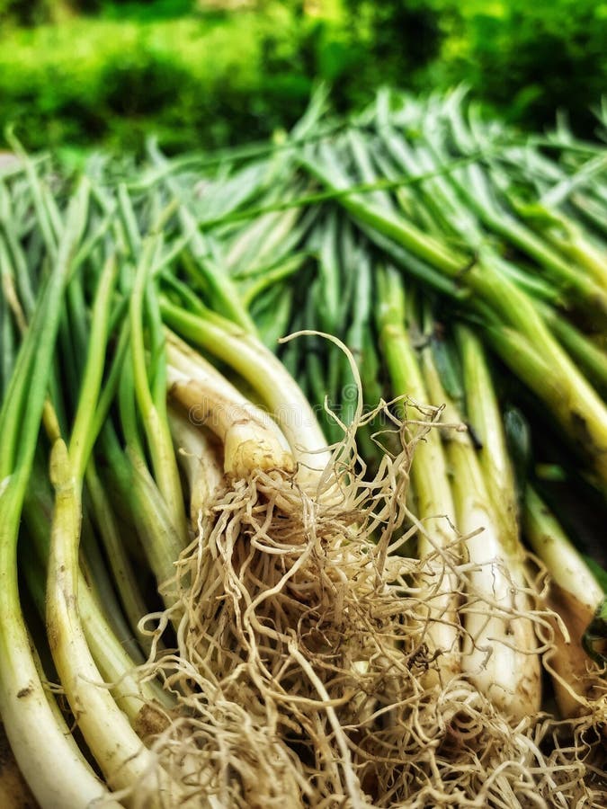 Scallion is a Type of Vegetable from the Onion Group that is Widely ...