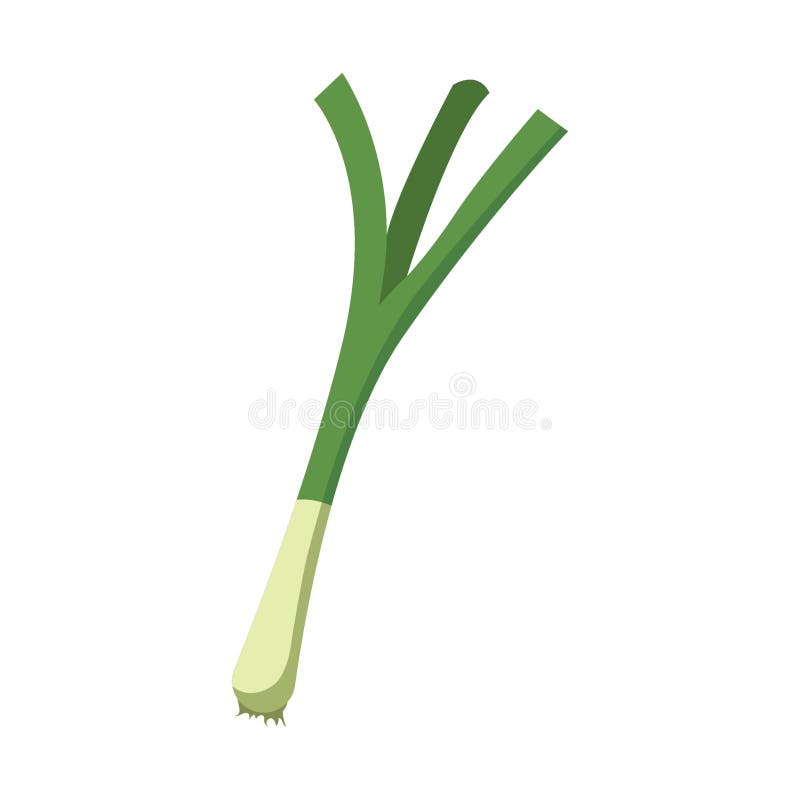 Scallion. Vector Illustration Decorative Design Stock Vector ...