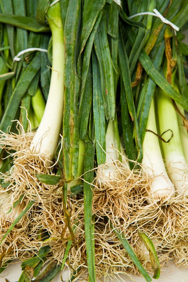 Scallions stock photo. Image of cooking, farm, market - 15712714