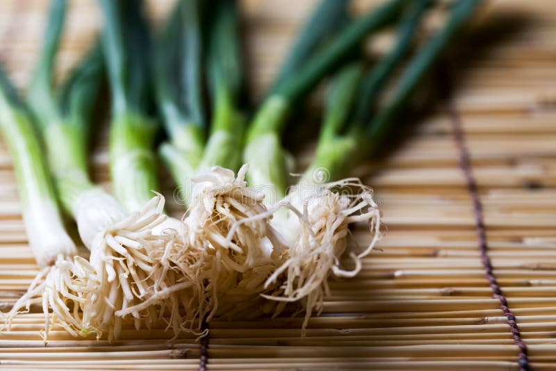 Scallions stock image. Image of aroma, uncooked, spring - 2302341