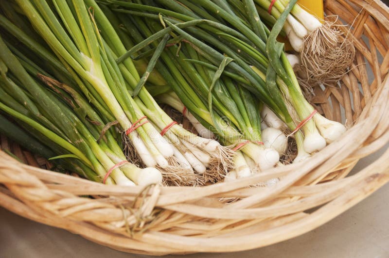 Scallions stock image. Image of aroma, uncooked, spring - 2302341