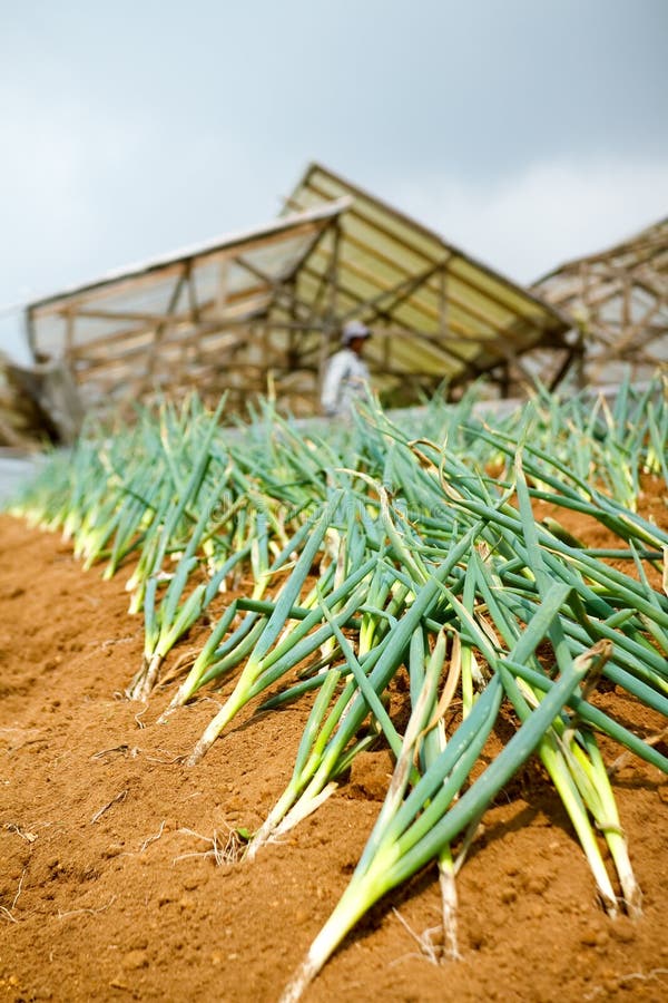 Scallions farm stock image. Image of syboes, vegetables - 20504895