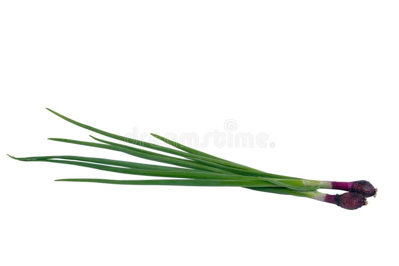 Scallions stock photo. Image of plant, ingredient, scallions - 55597444