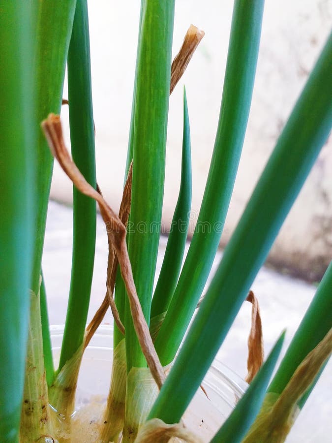 Scallions Grow in a Container Filled with Water Stock Photo - Image of ...