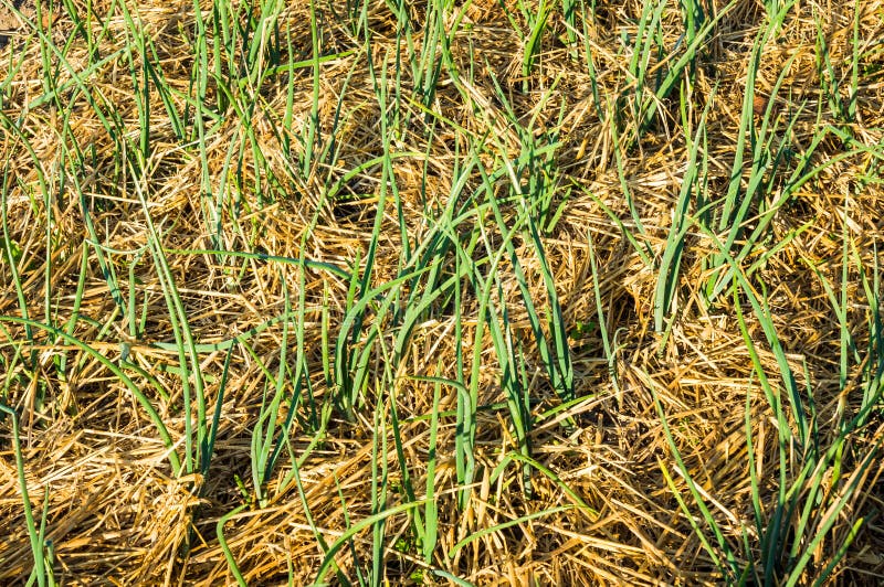 Young Garlic Sprouting in the Garden Covered with Straw Stock Photo ...