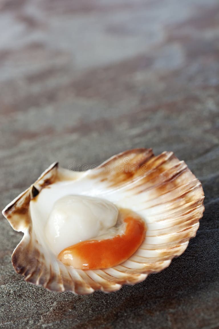 5,269 Scallop Shell Raw Seafood Stock Photos - Free & Royalty-Free ...