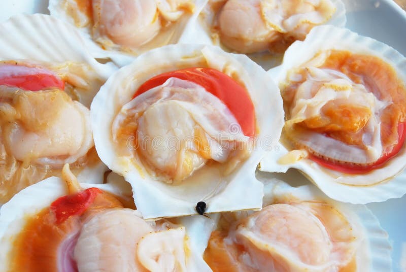 Scallop Picture. Image: 15154028