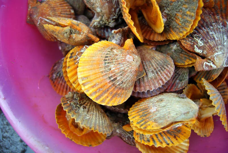 Scallop stock photo. Image of seductive, stared, pets - 18234456