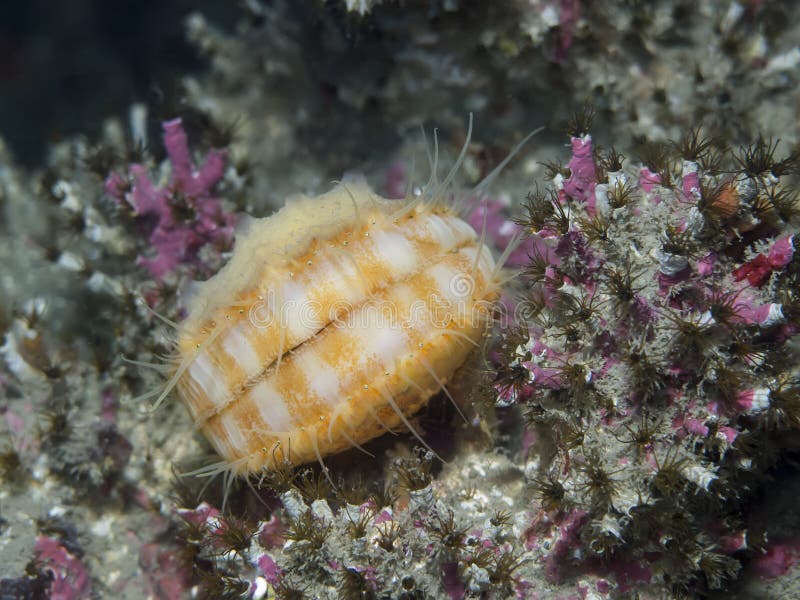 Scallop stock photo. Image of animal, pink, shellfish - 27513616