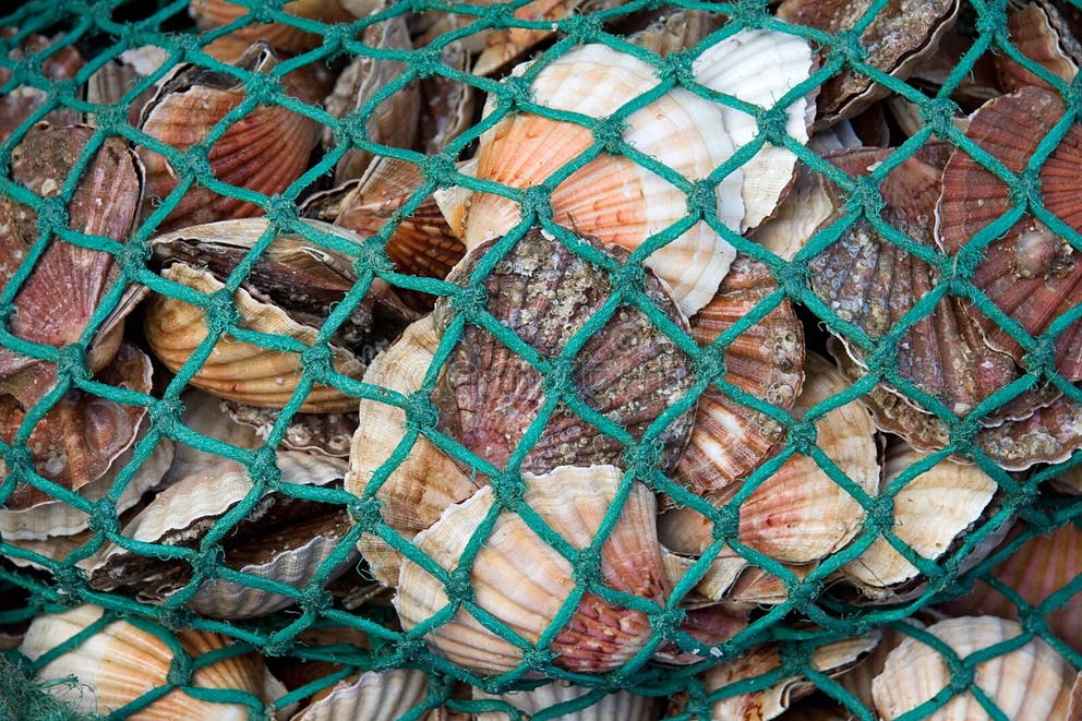 Scallop catch stock image. Image of nets, fishmonger - 11354407