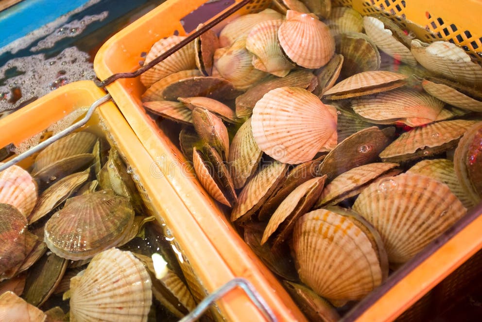 Fresh Live Scallops in Water Baskets at Seafood Market Stock Image ...