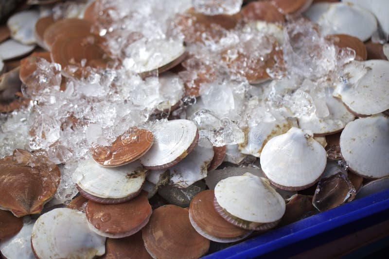 Scallop stock photo. Image of beach, hard, shellfish - 68365370
