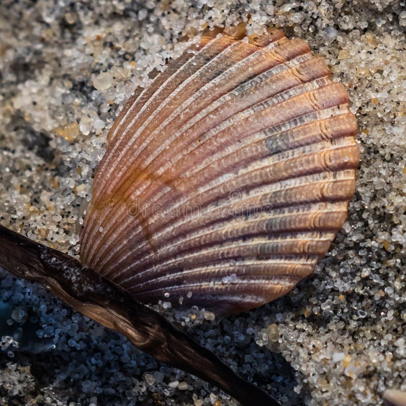 Scallop Shell on the Sand at the Jersey Shore Stock Image - Image of ...