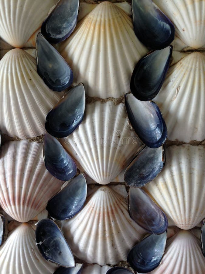 Scallop and Mussel shells stock image. Image of clams - 54547081