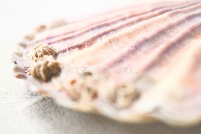 Scallop oceanic details. stock photo. Image of shell - 113365770