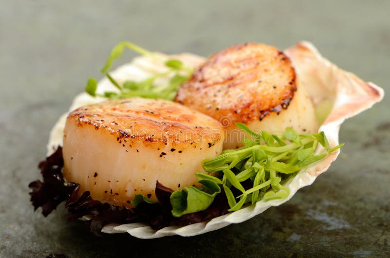 Sea Scallop with Greens in a Scallop Shell Stock Photo - Image of fresh ...