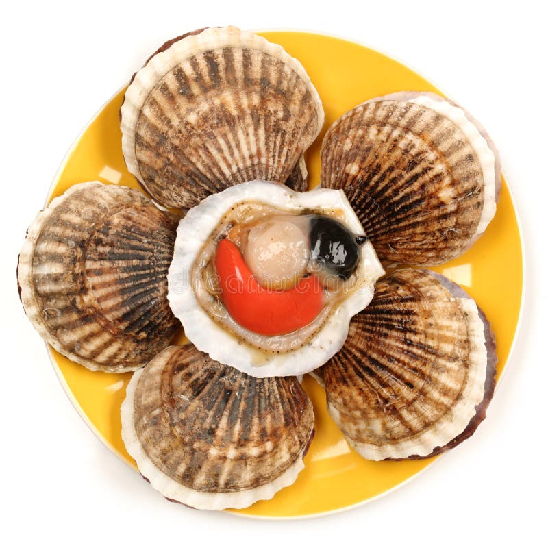 Scallop stock image. Image of clean, market, seafood - 34383181