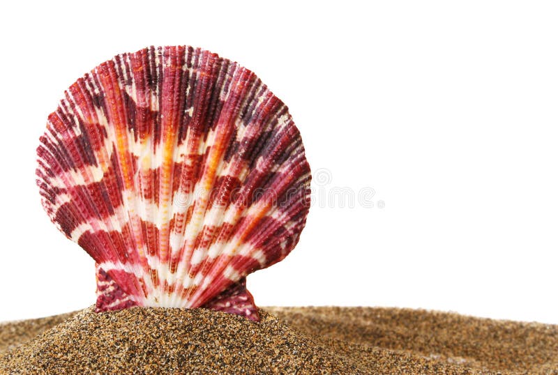 Scallop on Sand stock photo. Image of coast, scallop, isolated - 1415716