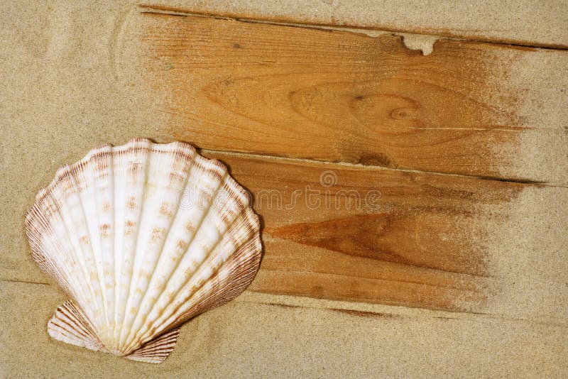 Scallop on sand stock image. Image of sand, scallop, recreation - 19501709