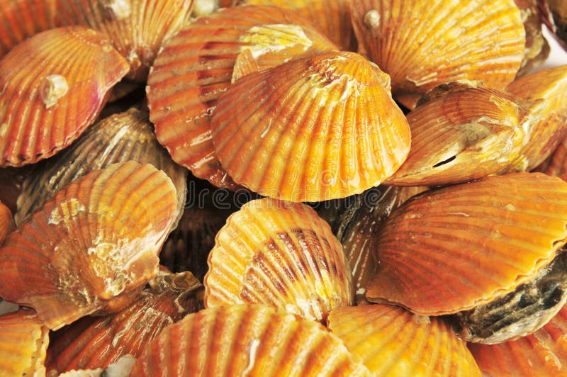 Scallop stock image. Image of clean, dinner, food, scallop - 302620505