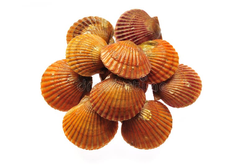 Scallop stock photo. Image of life, delicious, closeup - 310626736