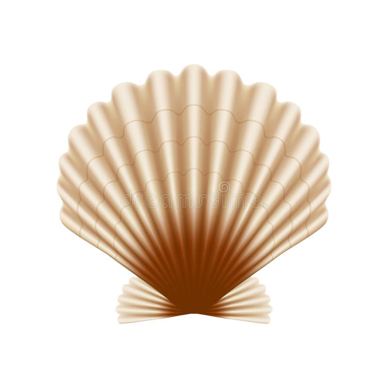 Scallop sea shell stock vector. Illustration of nature - 144571028