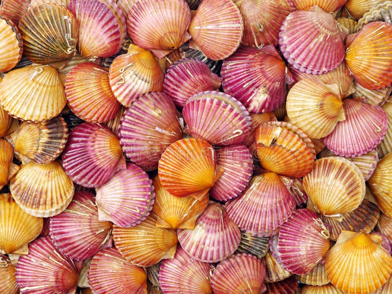 Scallop sea shells stock photo. Image of pink, animal - 65859934