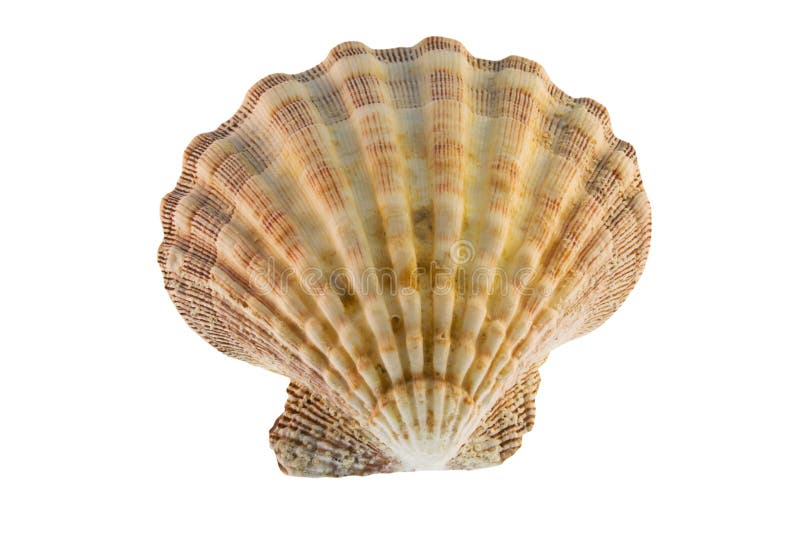 Open scallop shell stock photo. Image of bottom, hinged - 21540374