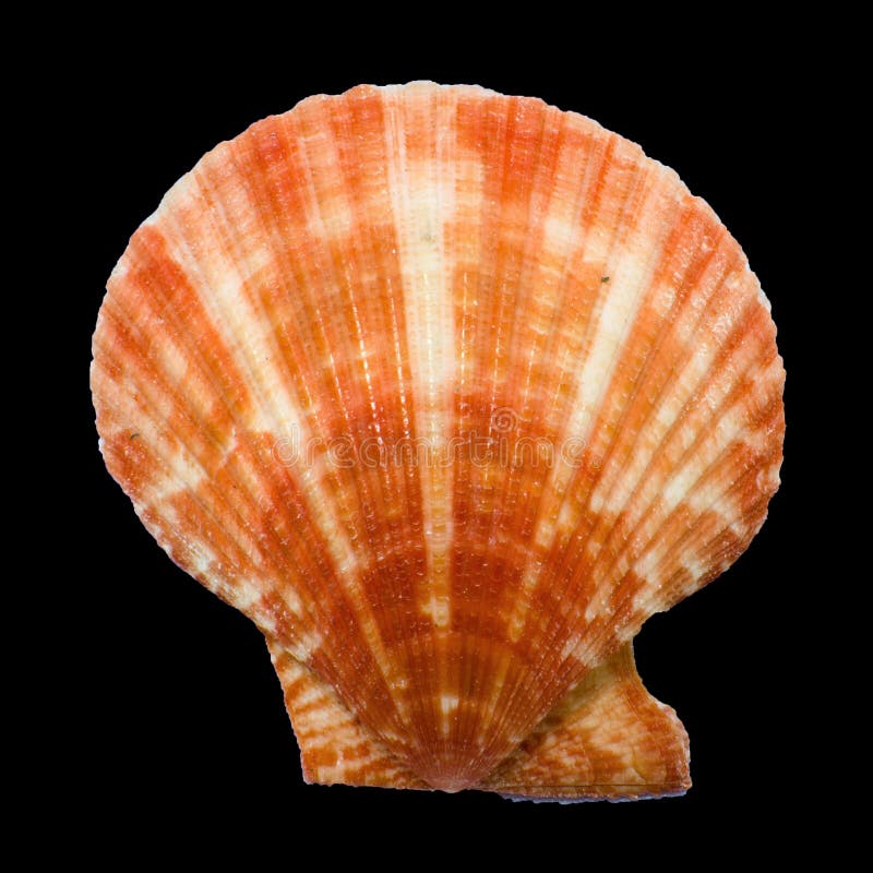Scallop seashell stock photo. Image of orange, marine - 38762880