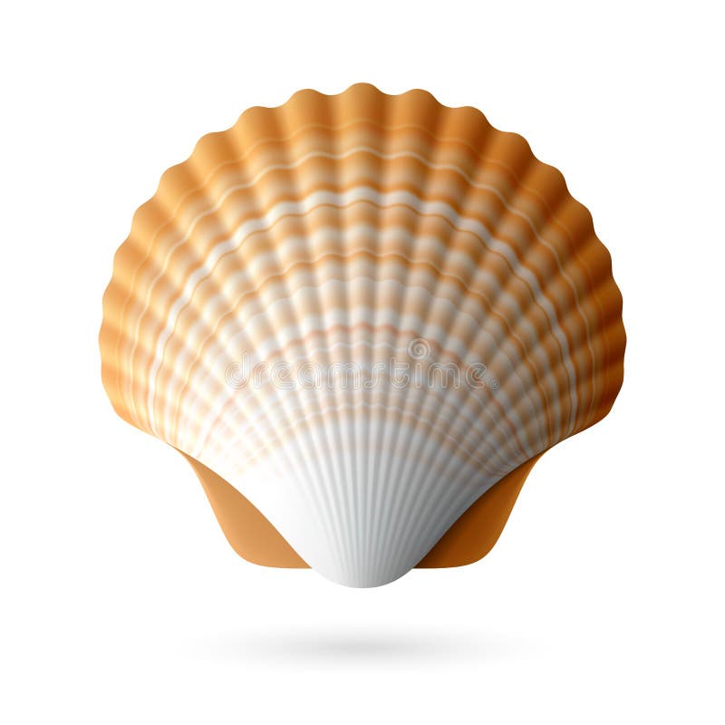 Seashell Stock Illustrations – 134,132 Seashell Stock Illustrations ...