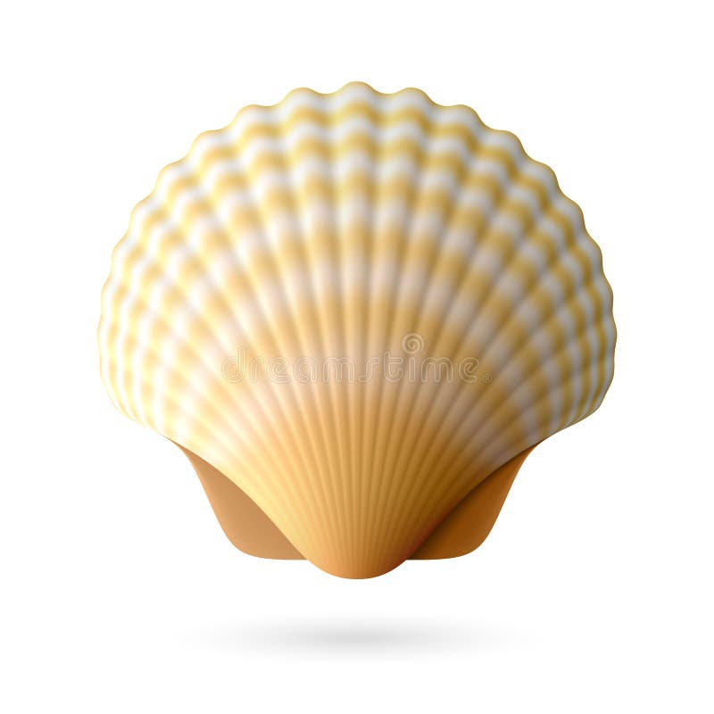Scallop seashell stock vector. Illustration of shellfish - 32175539