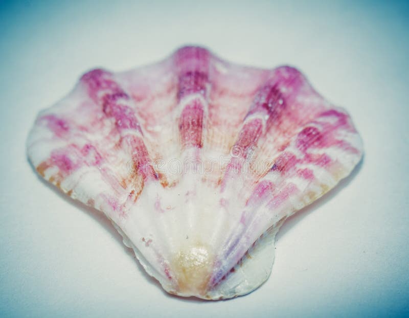 Scallop Seashell Macro stock photo. Image of shell, tropical - 69098506