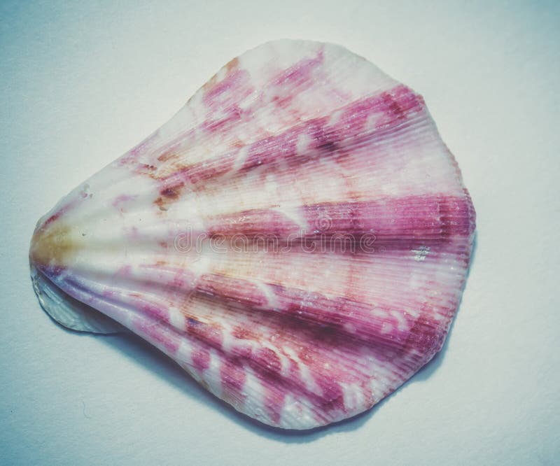 Scallop Seashell Macro stock photo. Image of seashell - 69098514