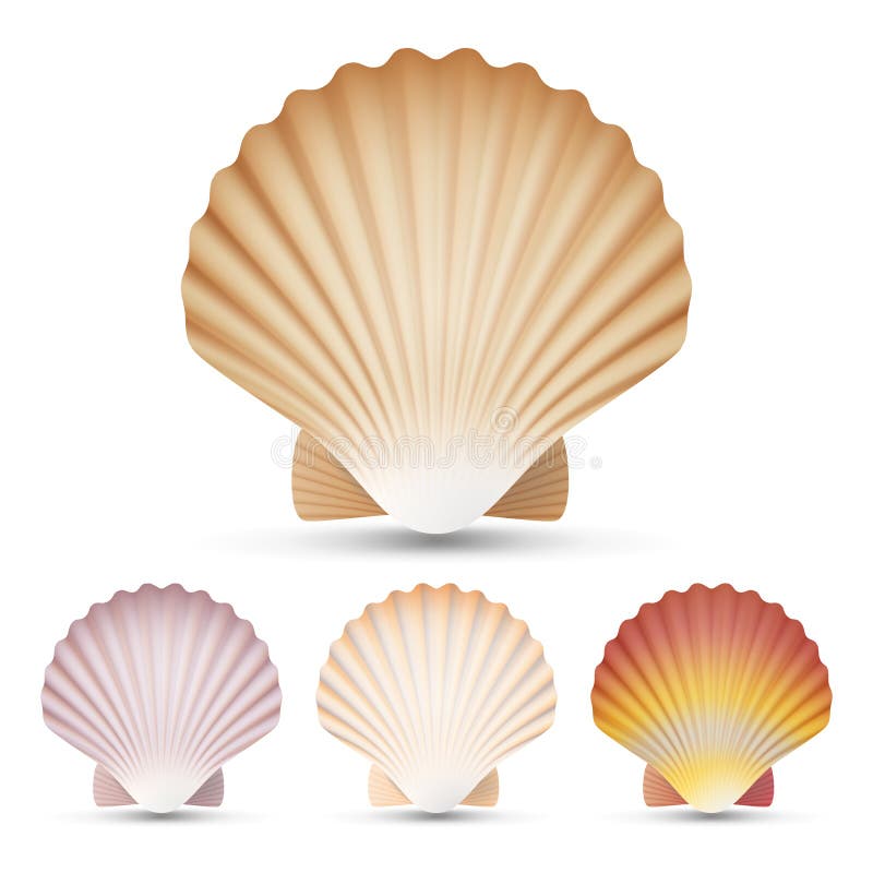 Aphrodite Symbol Scallop Shell Drawing